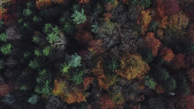 Moti Images – Browse 1,236 Stock Photos, Vectors, and Video | Adobe Stock