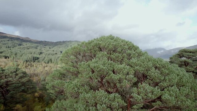 Pinewoods Images – Browse 19,854 Stock Photos, Vectors, and Video ...