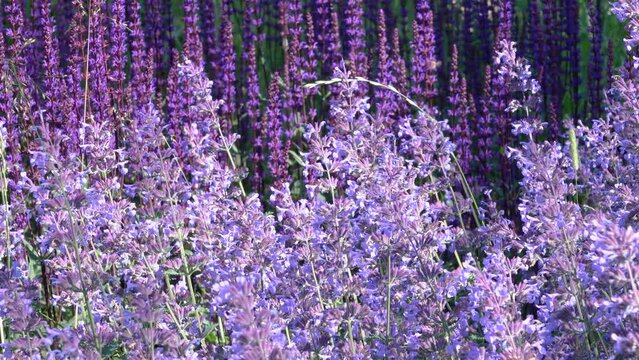 Mentheae Bilder – Durchsuchen 278 Archivfotos, Vektorgrafiken und ...