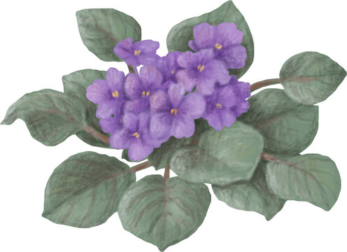 "African Violet" Images – Browse 3,848 Stock Photos, Vectors, and Video ...