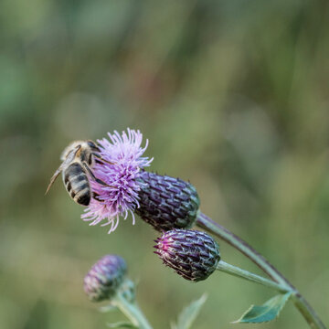 Distelarten-Bilder: Stock-Fotos & -Videos. | Adobe Stock