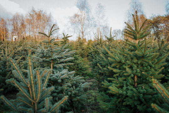 Choinka-Bilder: Stock-Fotos & -Videos. | Adobe Stock