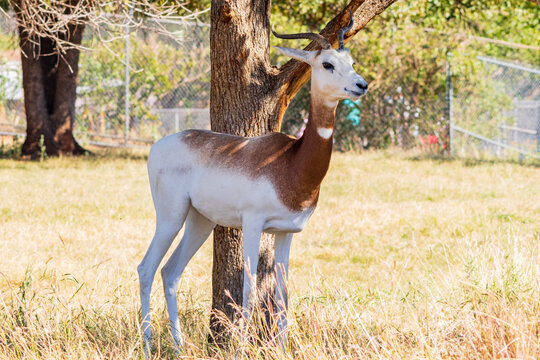 รูปภาพAddra – เลือกดูภาพถ่ายสต็อก เวกเตอร์ และวิดีโอ493 | Adobe Stock