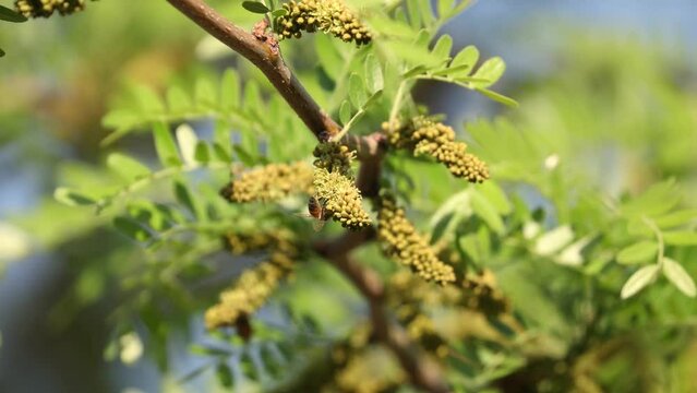 "Mesquite Tree" Images – Browse 12,156 Stock Photos, Vectors, and Video ...