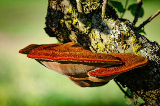 รูปภาพMashroom – เลือกดูภาพถ่ายสต็อก เวกเตอร์ และวิดีโอ3,879 | Adobe Stock