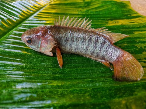 Anabantidae bilder – Bläddra bland 239 stockfoton, vektorer och videor ...