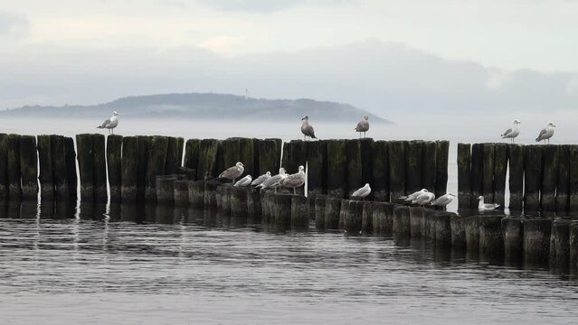 Mire Video Imagens – Procure 25,260 fotos, vetores e vídeos | Adobe Stock