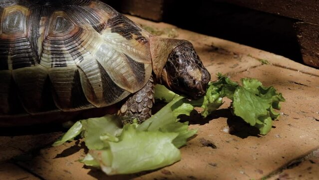 Baby Turtle Eating Lettuce