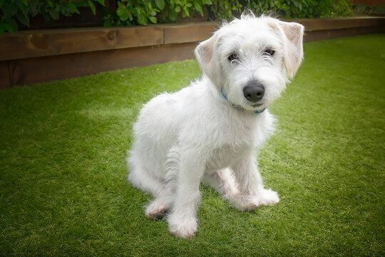 White Doxiepoo