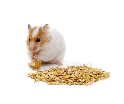 Hamsterbacken Bilder – Durchsuchen 1,821 Archivfotos, Vektorgrafiken ...