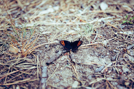 Imágenes de Papillons: descubre bancos de fotos, ilustraciones ...