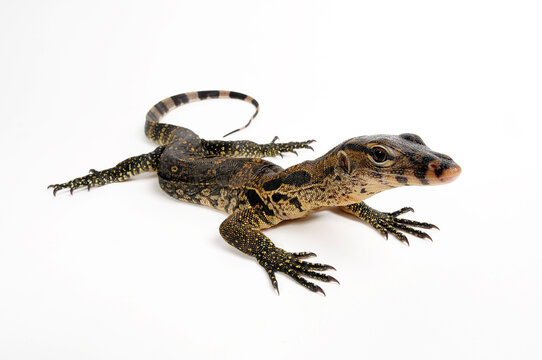 Warane bilder – Bläddra bland 204 stockfoton, vektorer och videor ...