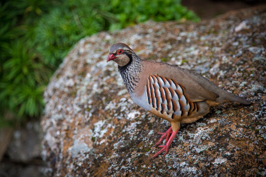 "Rock Partridge" Images – Browse 318 Stock Photos, Vectors, and Video ...