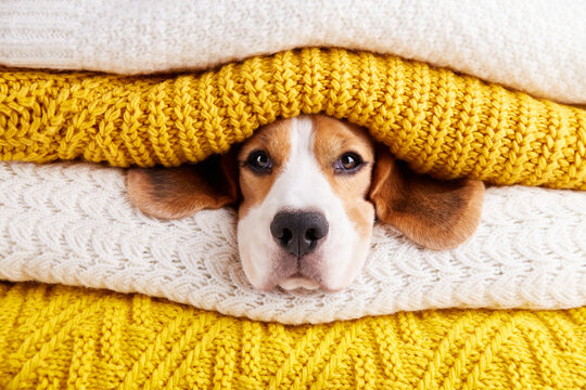Hundehaufen-Bilder: Stock-Fotos & -Videos. | Adobe Stock