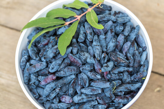 Kinnip bilder – Bläddra bland 3,220 stockfoton, vektorer och videor ...