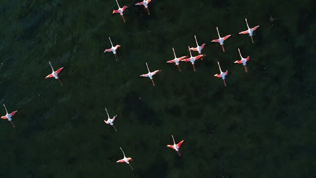 Bird Tracks Images – Browse 22,762 Stock Photos, Vectors, and Video ...