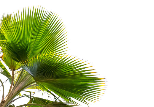 รูปภาพLatanier – เลือกดูภาพถ่ายสต็อก เวกเตอร์ และวิดีโอ355 | Adobe Stock