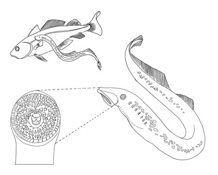 Hyperoartia Images – Browse 45 Stock Photos, Vectors, and Video | Adobe ...