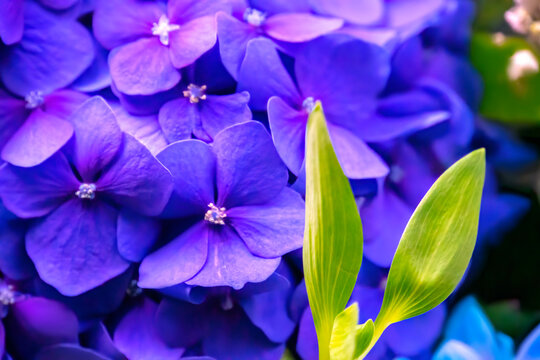 Microphyll Bilder – Durchsuchen 15,991 Archivfotos, Vektorgrafiken und ...