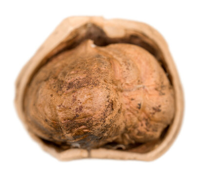 "Australian Nut"-Bilder: Stock-Fotos & -Videos. | Adobe Stock