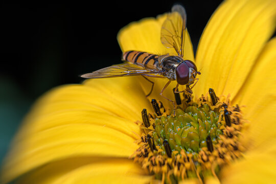 Pseudanthium Images – Browse 657,495 Stock Photos, Vectors, and Video ...