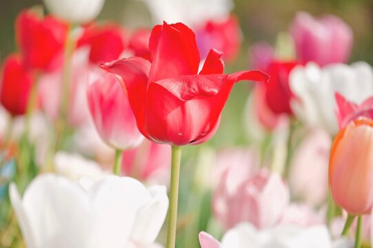 Pseudanthium Images – Browse 657,495 Stock Photos, Vectors, and Video ...