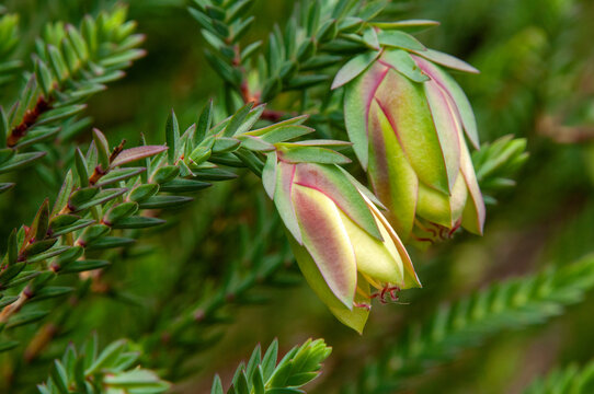 "Australian Native Plants" Images – Browse 11,007 Stock Photos, Vectors ...