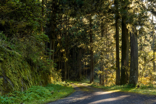 Dinusha photos, images, assets | Adobe Stock