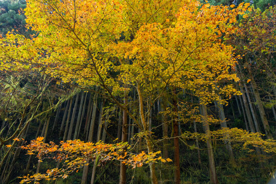 Dinusha photos, images, assets | Adobe Stock