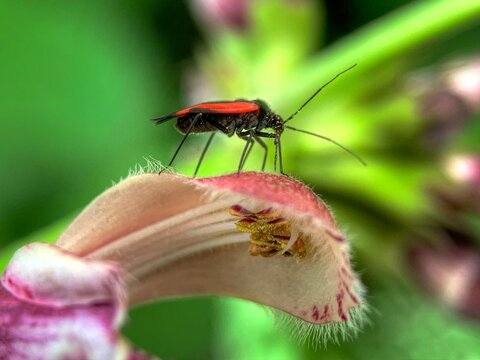 Pseudanthium bilder – Bläddra bland 657,816 stockfoton, vektorer och ...