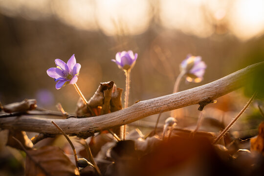 Pseudanthium Images – Browse 657,495 Stock Photos, Vectors, and Video ...