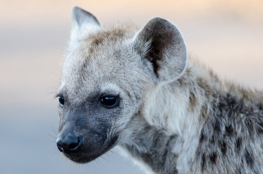 "Spotted Hyena" Bilder – Durchsuchen 13,851 Archivfotos, Vektorgrafiken ...