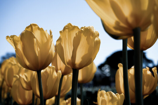 Pseudanthium Images – Browse 657,495 Stock Photos, Vectors, and Video ...