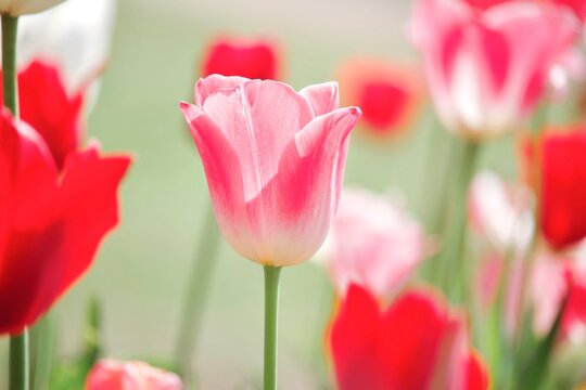 Pseudanthium Images – Browse 657,495 Stock Photos, Vectors, and Video ...