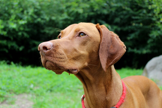 Afbeeldingen over "Hungarian Pointer" – Blader in stockfoto's, vectoren ...