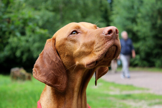 "Magyar Vizsla"-Bilder: Stock-Fotos & -Videos. | Adobe Stock