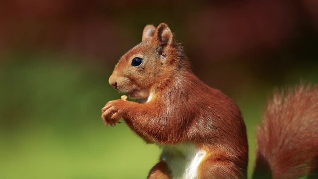 Mire Video Imagens – Procure 25,260 fotos, vetores e vídeos | Adobe Stock