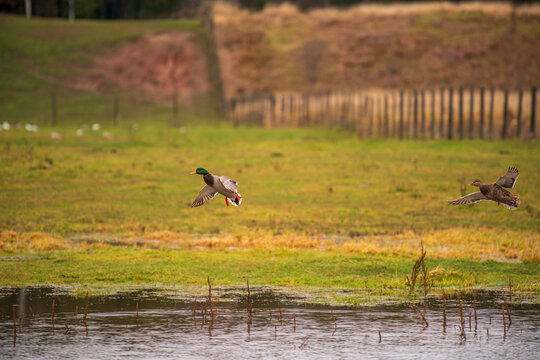 Mallards Landing In Timber