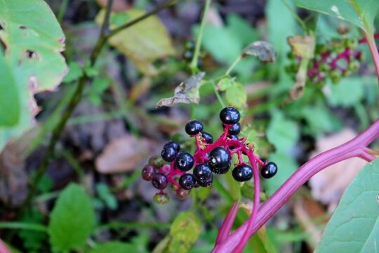 「Scoke」の画像 - 2,634 件の Stock 写真、ベクターおよびビデオ | Adobe Stock