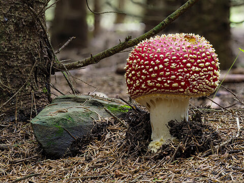 รูปภาพDestruenten – เลือกดูภาพถ่ายสต็อก เวกเตอร์ และวิดีโอ861 | Adobe Stock