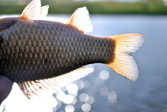 Goldbarsch Bilder – Durchsuchen 18,503 Archivfotos, Vektorgrafiken und ...