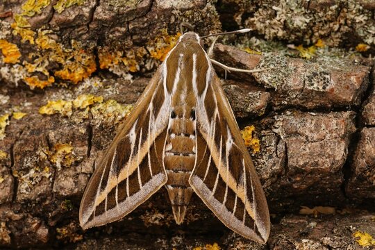 Hawk-Moth Images – Browse 9,354 Stock Photos, Vectors, and Video ...