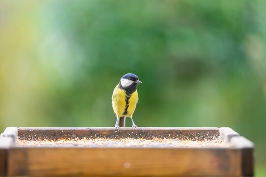 รูปภาพMicrocomedones – เลือกดูภาพถ่ายสต็อก เวกเตอร์ และวิดีโอ27,643 ...