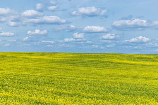 Rapssaat Bilder – Durchsuchen 50,670 Archivfotos, Vektorgrafiken und ...