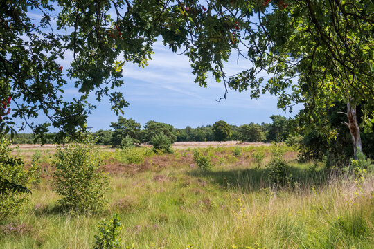 "Heath Landscape" Images – Browse 774 Stock Photos, Vectors, and Video ...