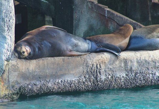 Seerobbe Bilder – Durchsuchen 27,328 Archivfotos, Vektorgrafiken und ...