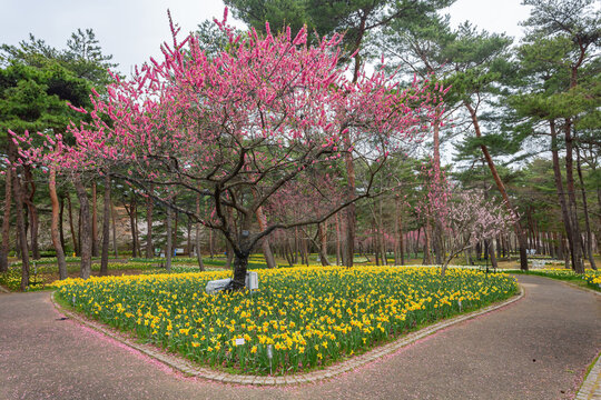 รูปภาพHitachinaka – เลือกดูภาพถ่ายสต็อก เวกเตอร์ และวิดีโอ897 | Adobe Stock