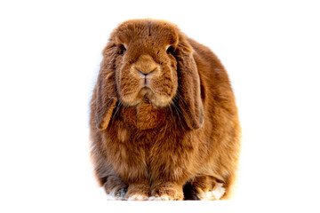 Close-Up of Adorable Lop-Eared Rabbit on Grass from Pikwizard