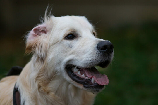 Hundegesicht 이미지 – 찾아보기 512 스톡 사진, 벡터 및 비디오 | Adobe Stock