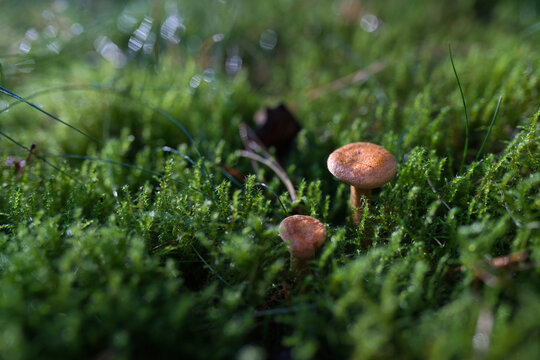 รูปภาพGiftpilz – เลือกดูภาพถ่ายสต็อก เวกเตอร์ และวิดีโอ14,265 | Adobe Stock